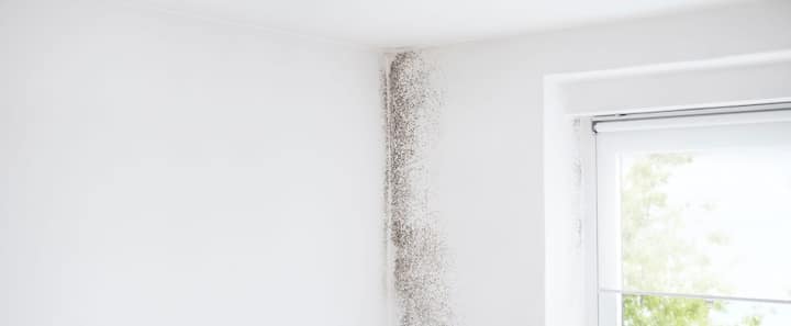 Mold Removal & Remediation Services Near Me In Alhambra, CA